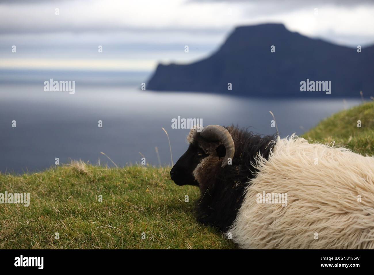 sheep on the faroe islands Stock Photo - Alamy
