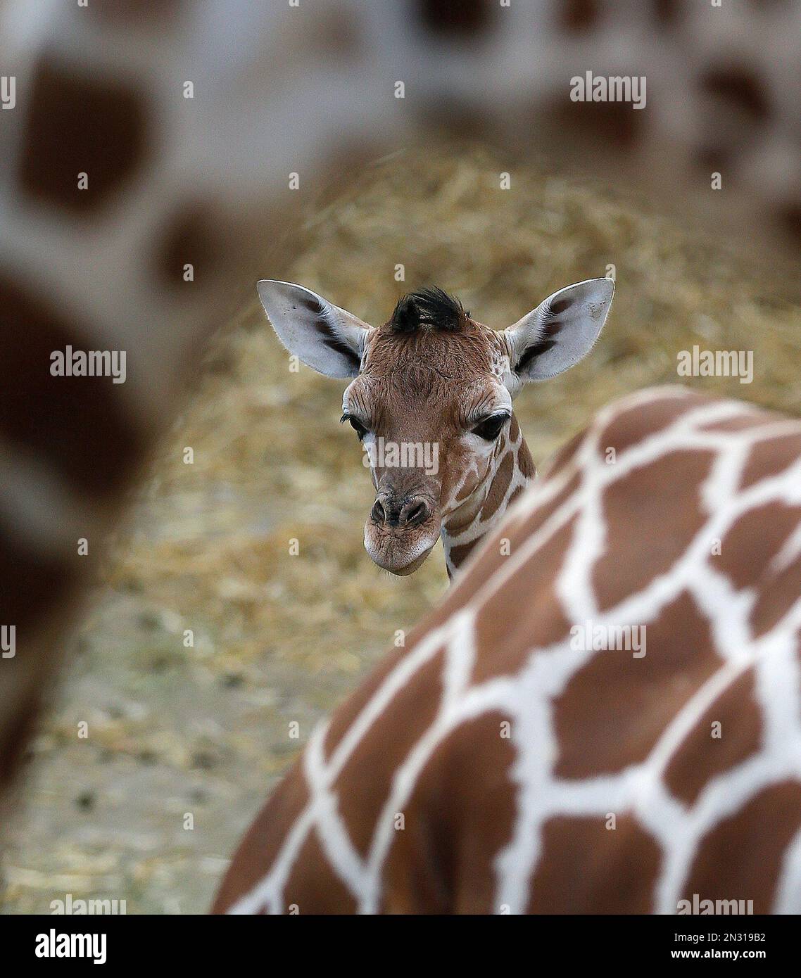 A two day old female reticulated giraffe, also known as the Somali ...