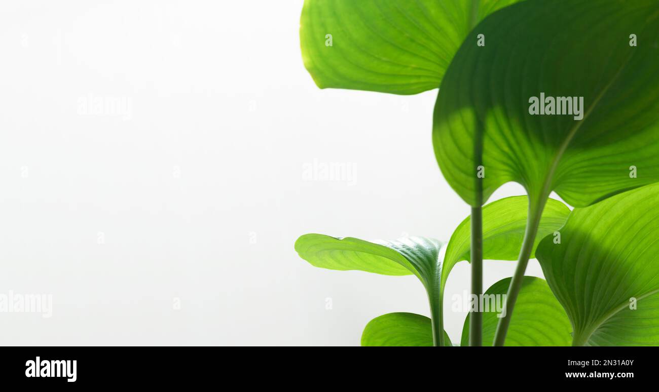 Close-up macro plant in soft focus nature green leaves curve abstract ...