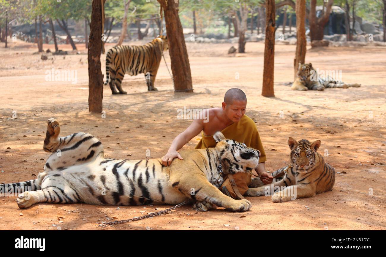 Tamed Tigers