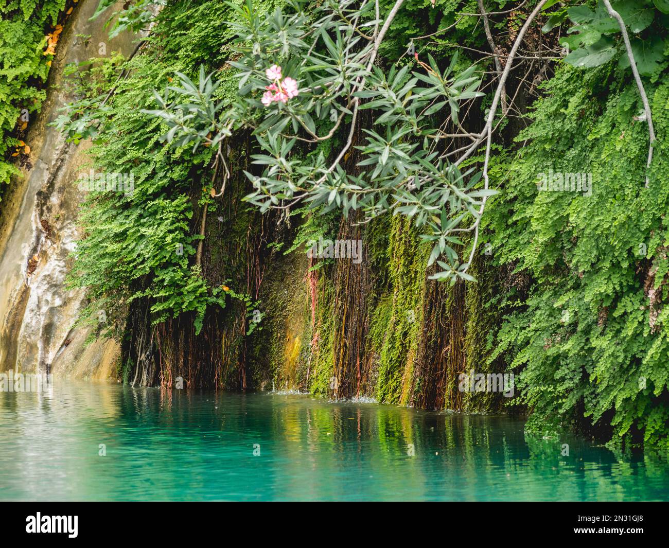 Creeper plants and Nerium oleander in turquoise water of river in ...