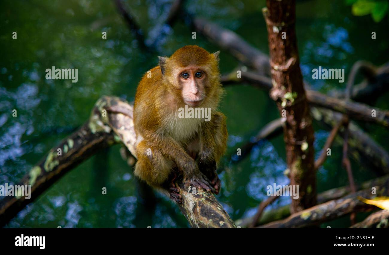 Monkey trail thailand hi-res stock photography and images - Alamy