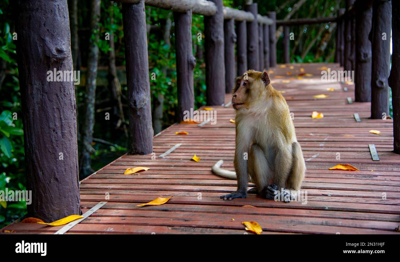 Wooden bridges surrounded by mangrove forest populated by monkeys ...