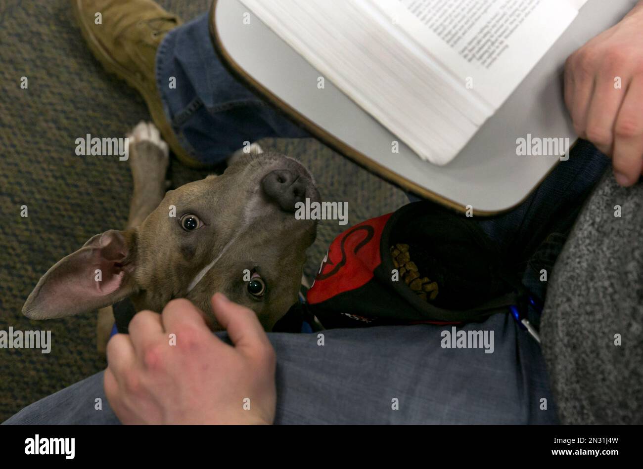 Former U.S. Marine Joe Bonfiglio, 24, pets his pit bull assistance dog ...