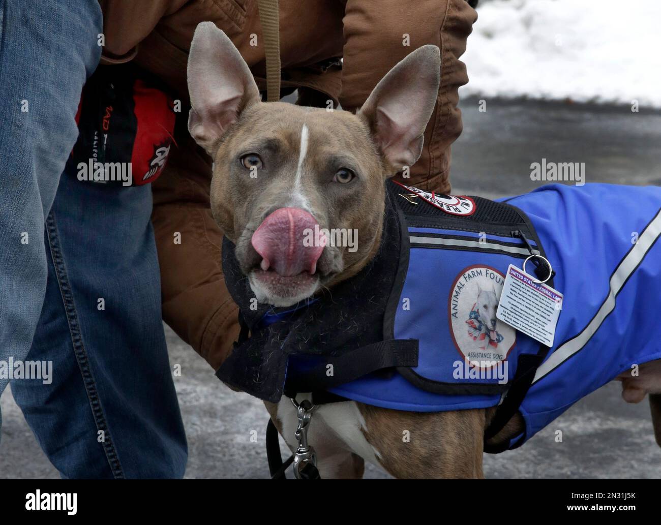 Zen, the pit bull assistance dog of former U.S. Marine Joe Bonfiglio ...