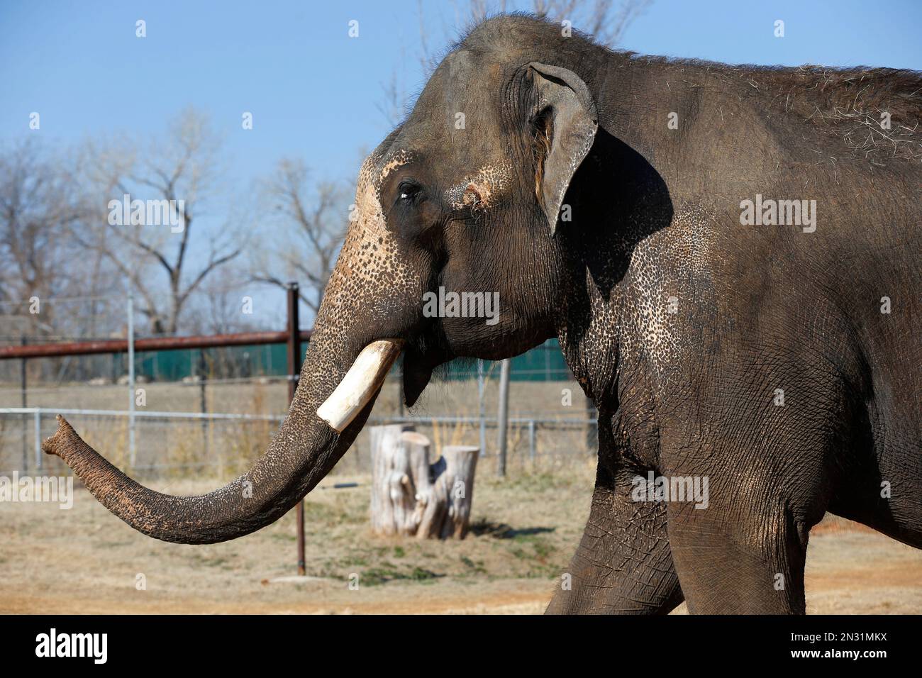 Rex, a male Asian elephant, is pictured at the Oklahoma City Zoo in ...