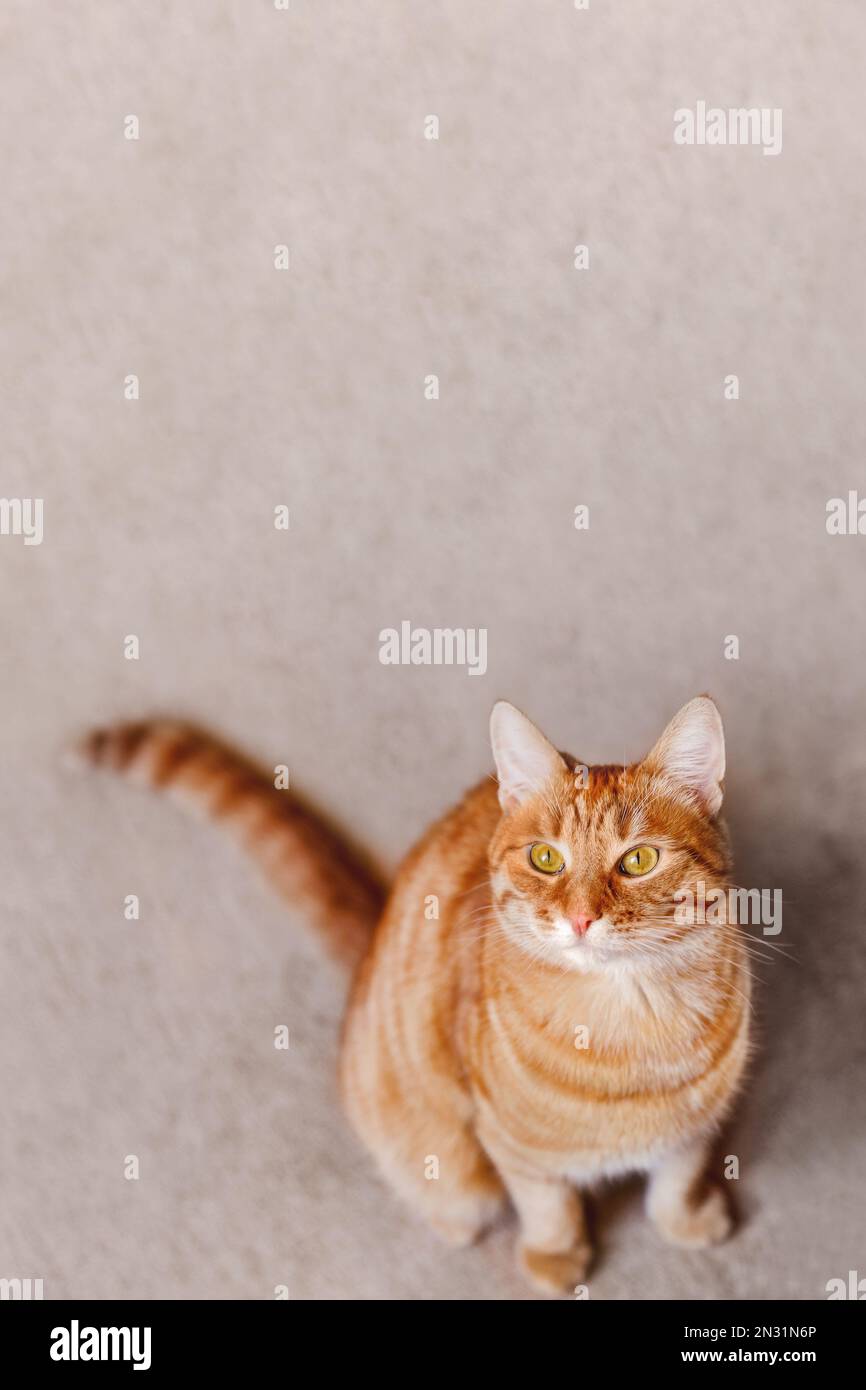 Ginger cat is sitting on beige carpet. Fluffy tabby pet looking ...