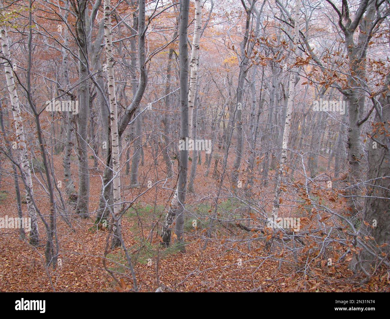 The view of trees with dry branches at fall creates a seasonal ...