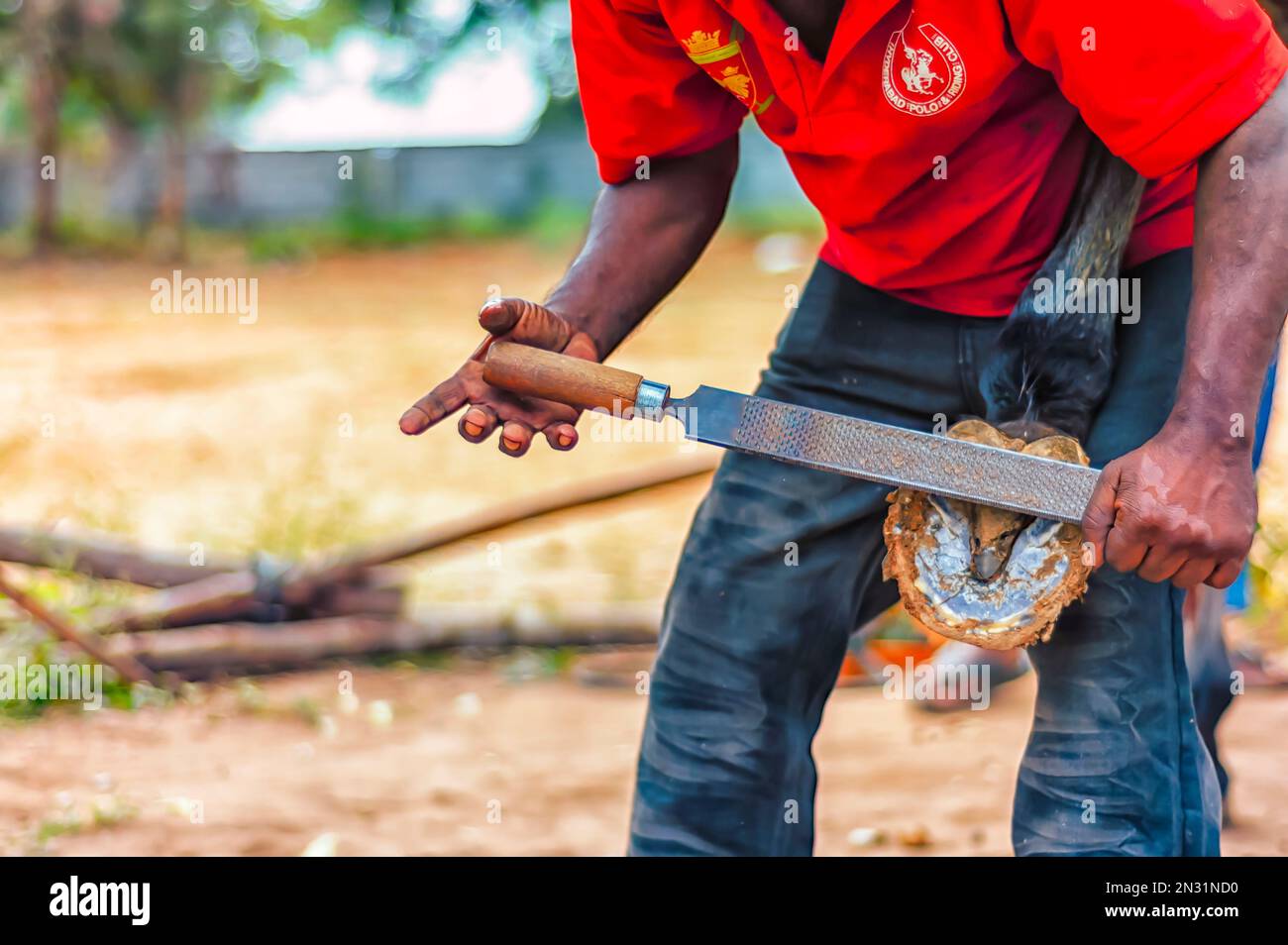 A farrier using a rasp to finish trim and smooth out the edges of a ...