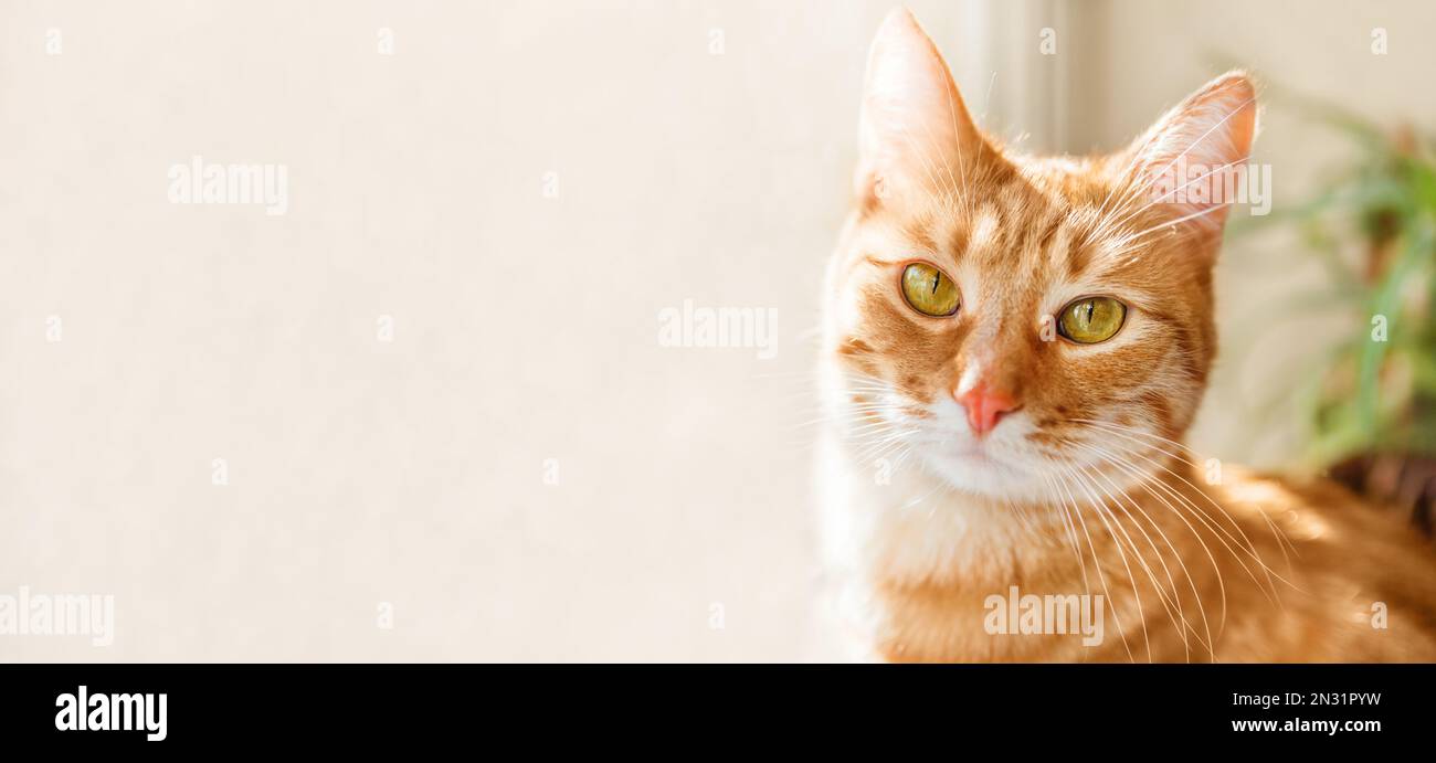 Close up portrait of ginger cat on window sill. Fluffy pet and house ...