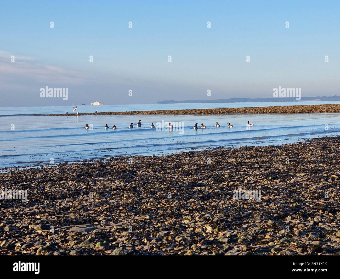 Birds of hampshire hi-res stock photography and images - Alamy