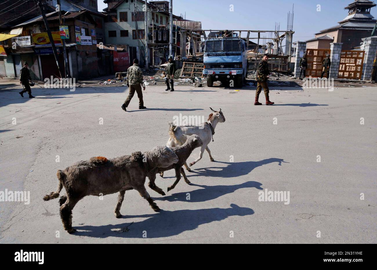 Sheep and goats cross a deserted street neat Indian police officers ...
