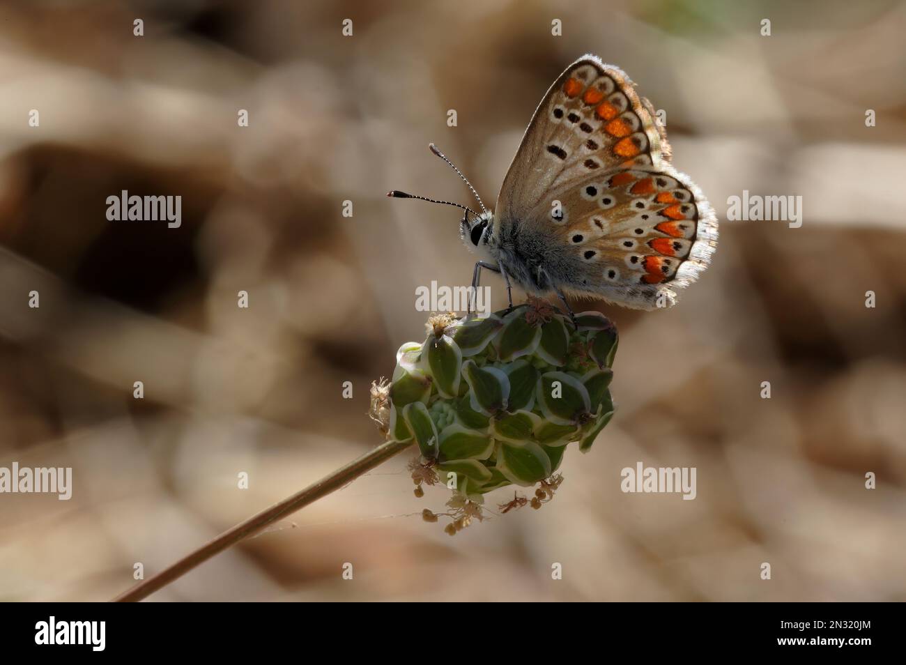 Brown Argus (Aricia agestis) adult resting on flower head with wings ...
