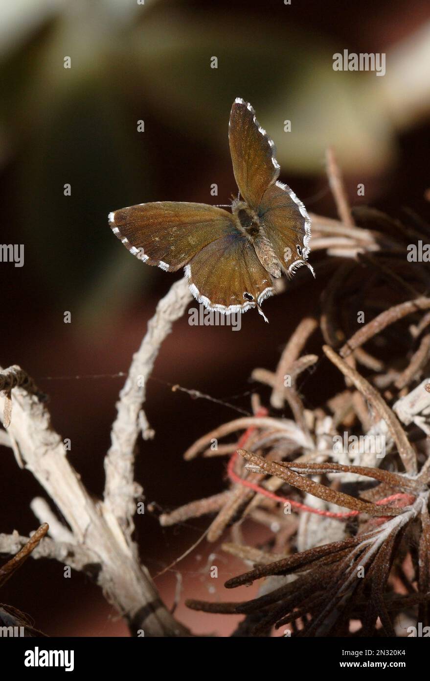 Geranium Bronze (Cacyreus marshalli) adult at rest with wings open ...