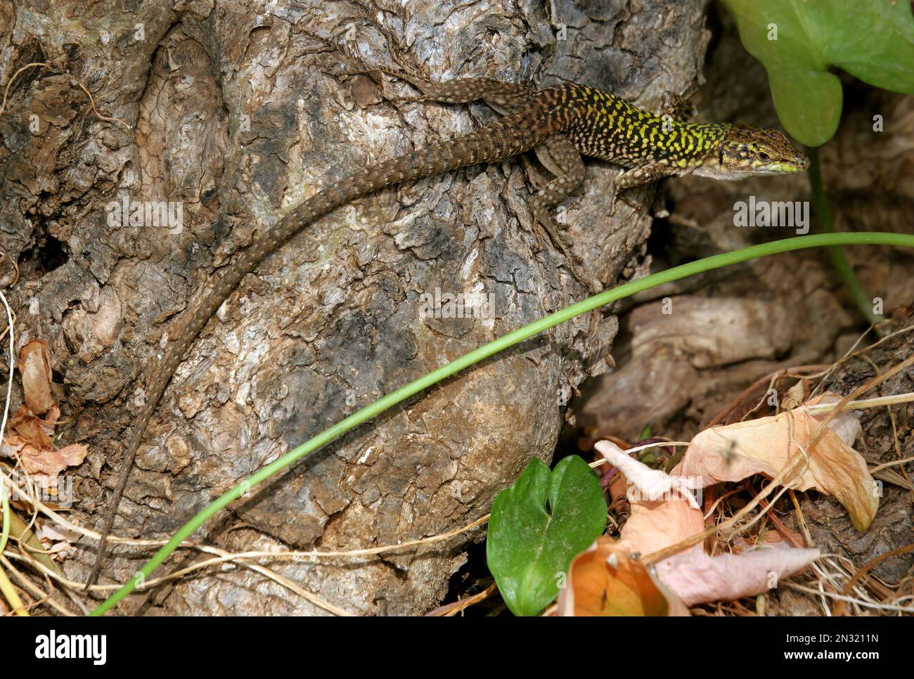 Italian Wall Lizard (Podarcis sicula) adult male of reticulated form ...
