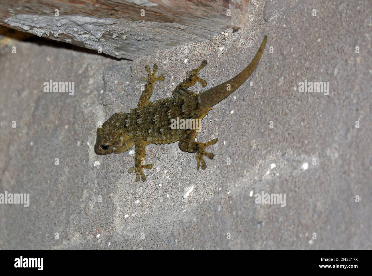 Moorish Gecko (Tarentola mauritanica) adult on wall of derelict house ...