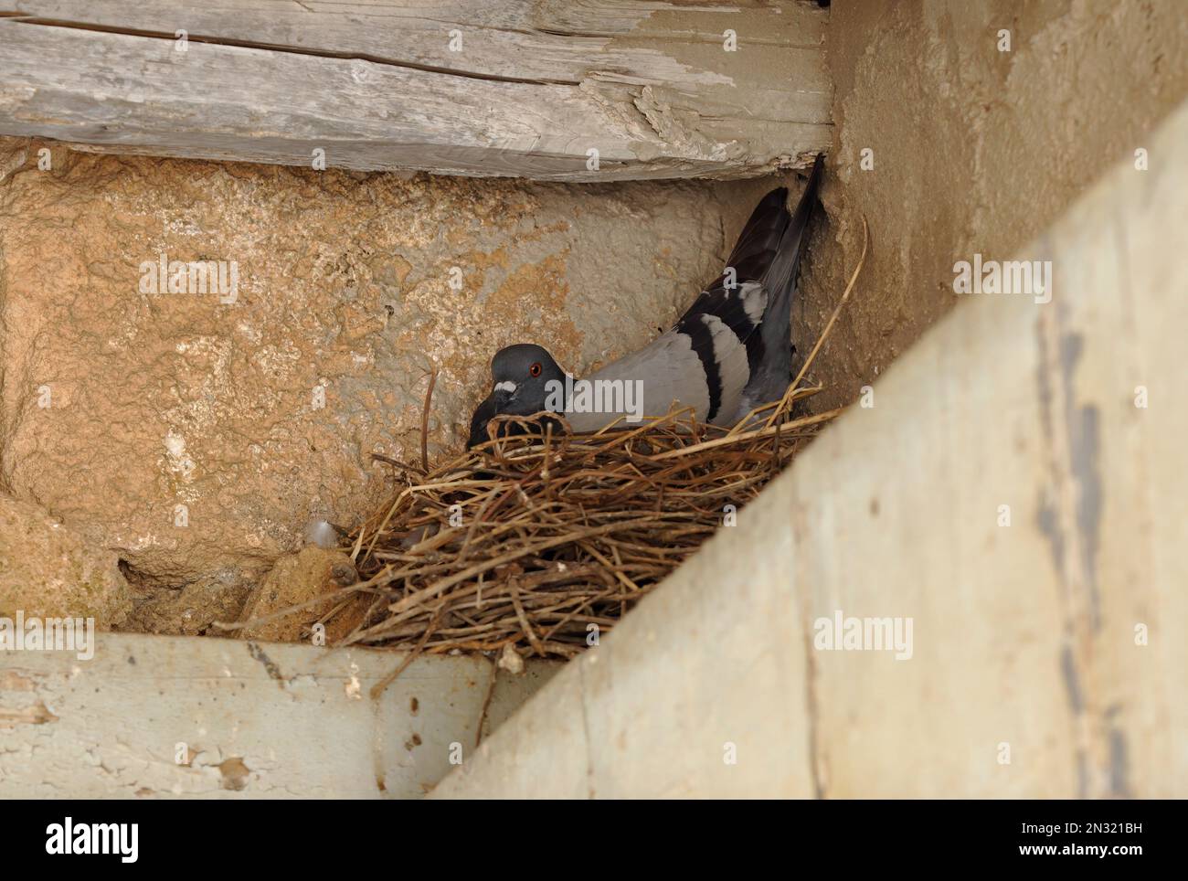 Feral Rock Dove (Columba livia) breeding in disused Jackdaw nest in ...