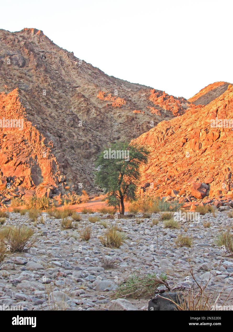 A single Thorn tree in the base of the Fish River Canyon, against the ...