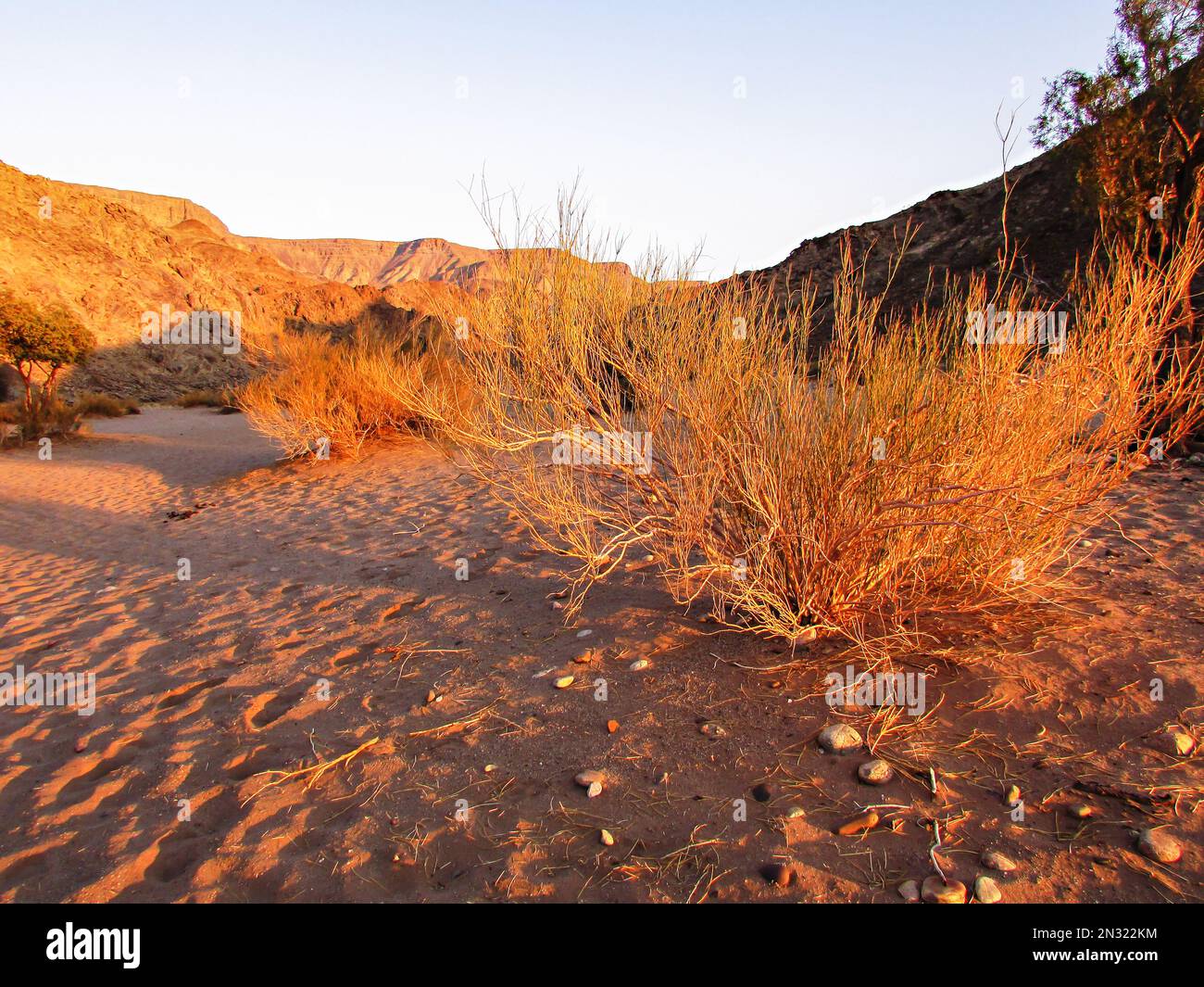 Dry grass in the golden light of the rising sun hi-res stock ...