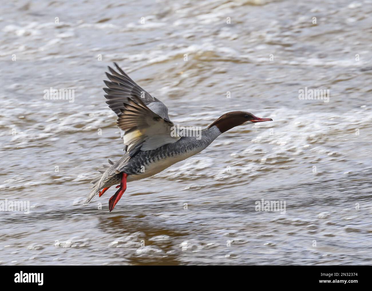 Female merganser in flight hi-res stock photography and images - Alamy