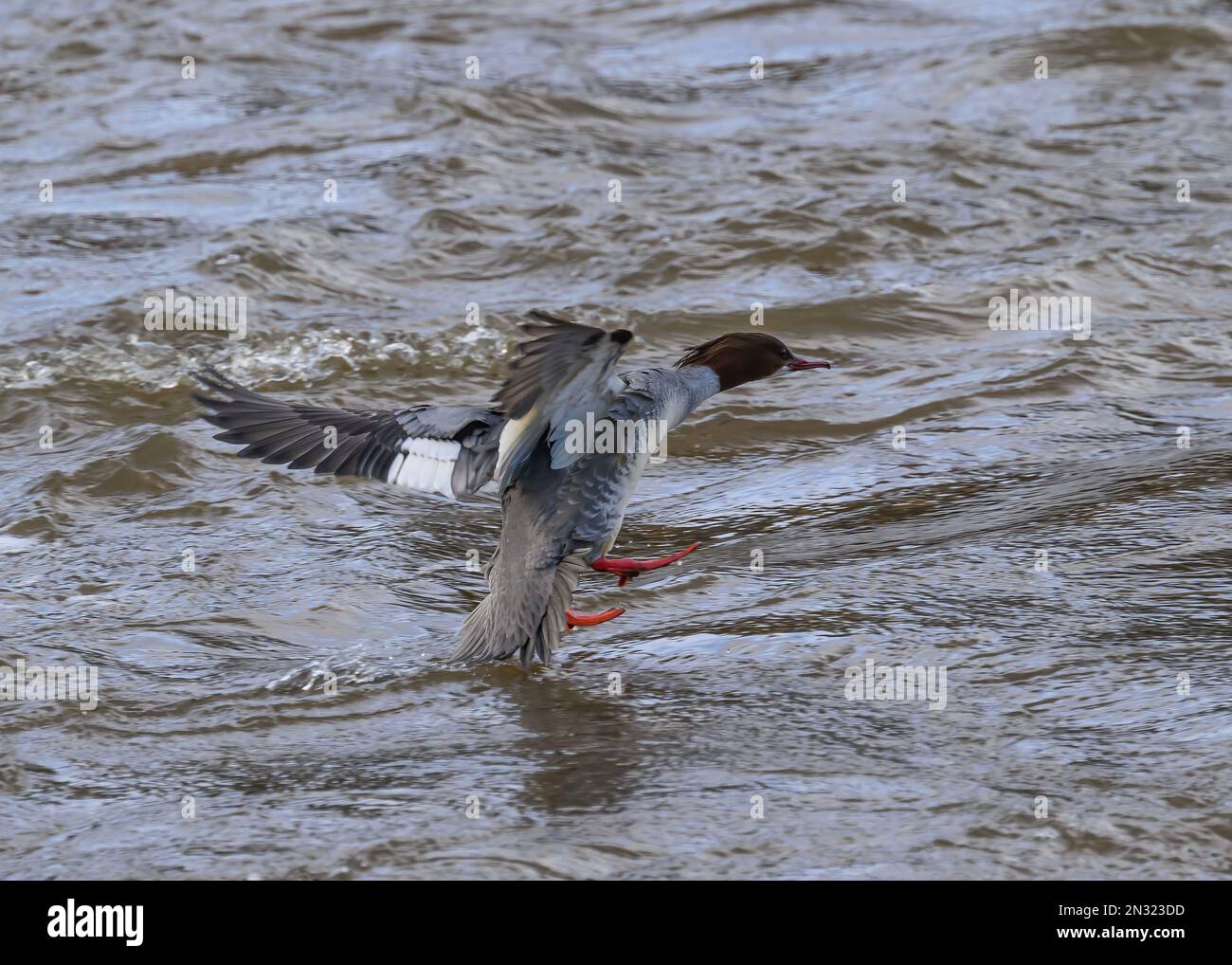 Please allow me to introduce myself. My name is Mick Durham and I'm ...