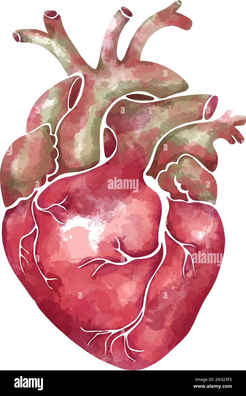 Hand-drawn watercolor anatomical heart in soft pink and green tones ...