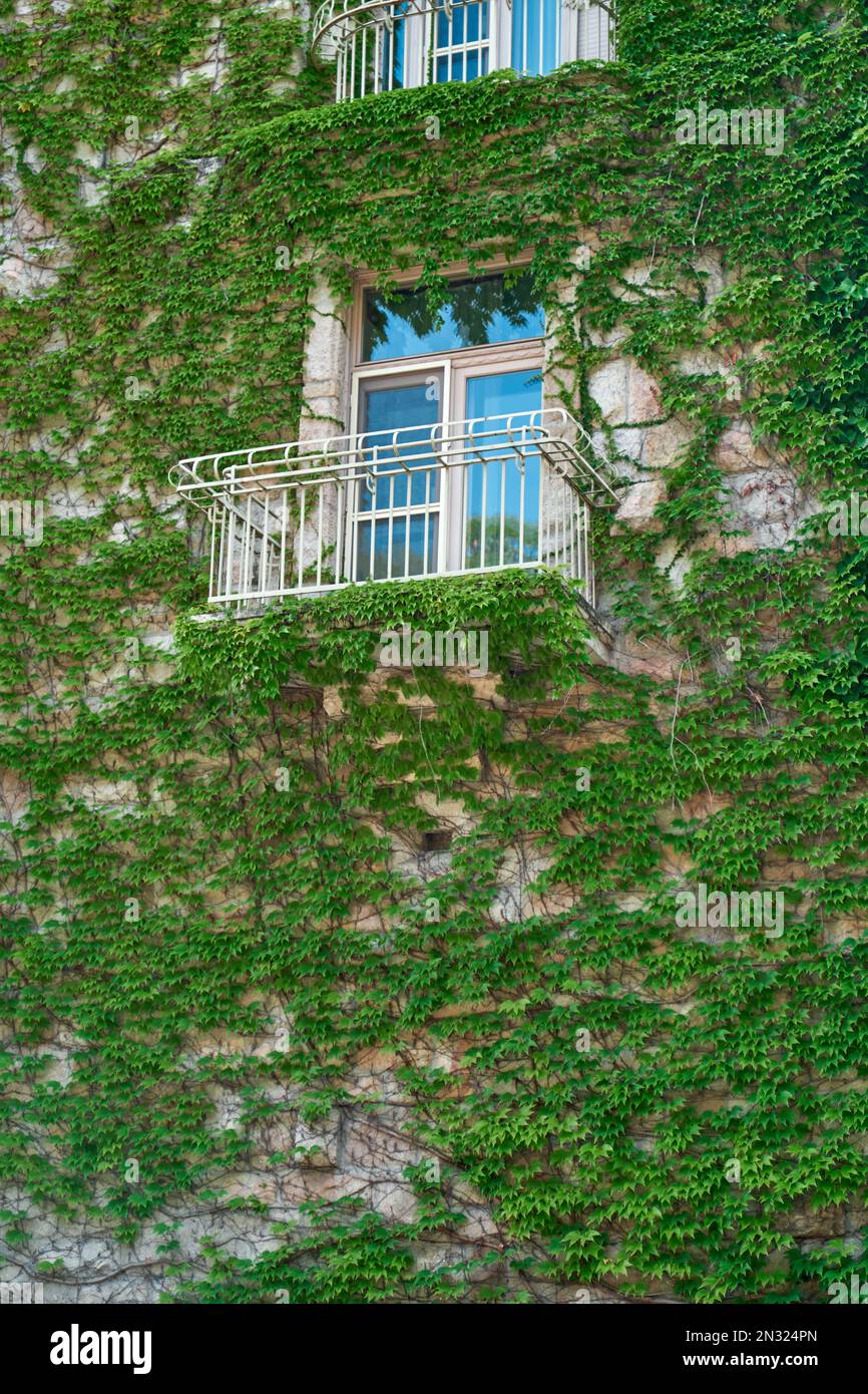 The architecture of old Europe. A building with a green plant weaving ...