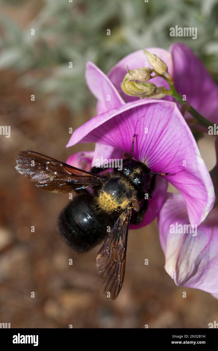 Bumblebee at work Stock Photo - Alamy