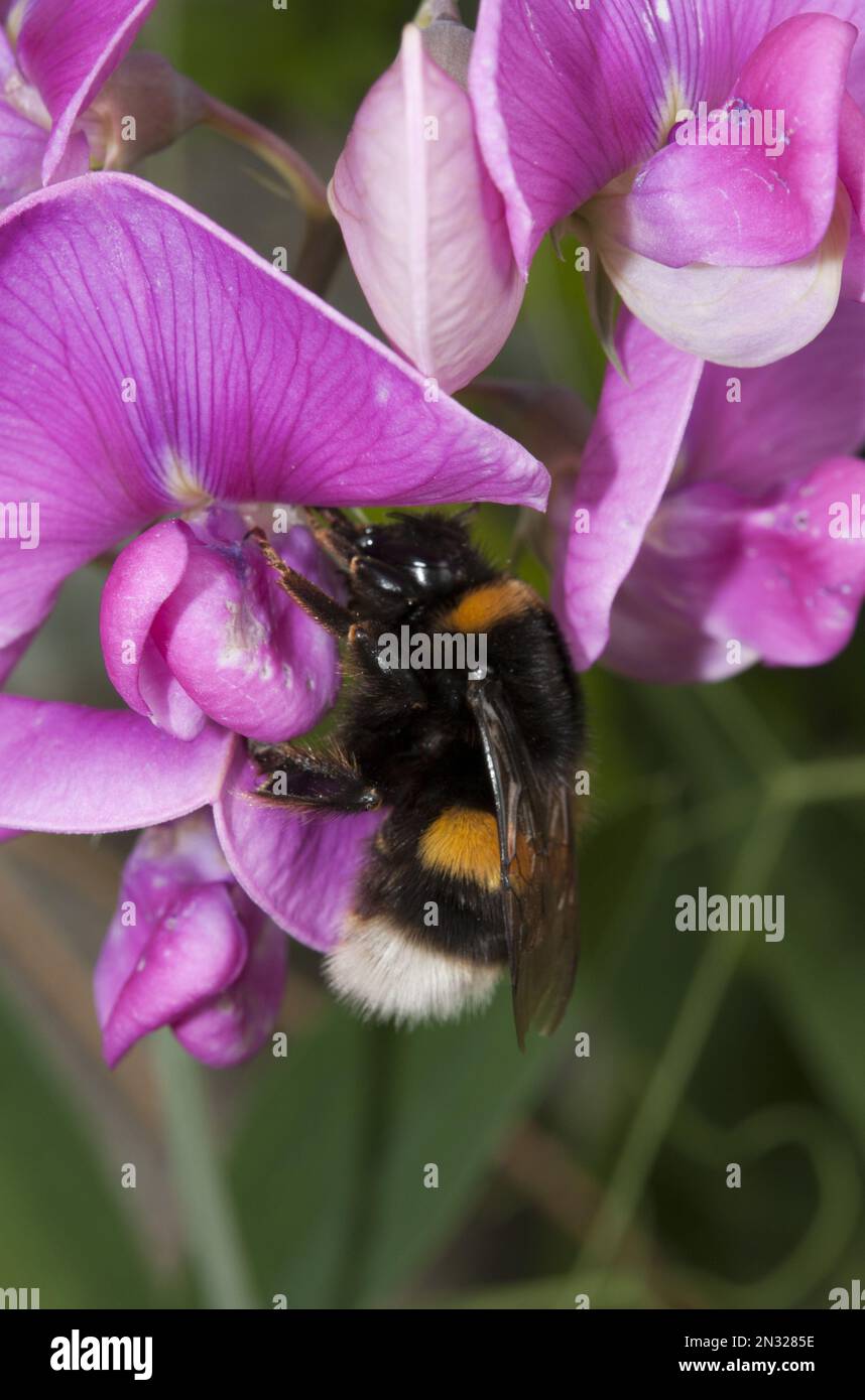Bumblebee at work Stock Photo - Alamy