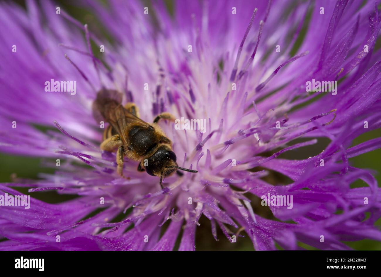 bee at work Stock Photo - Alamy
