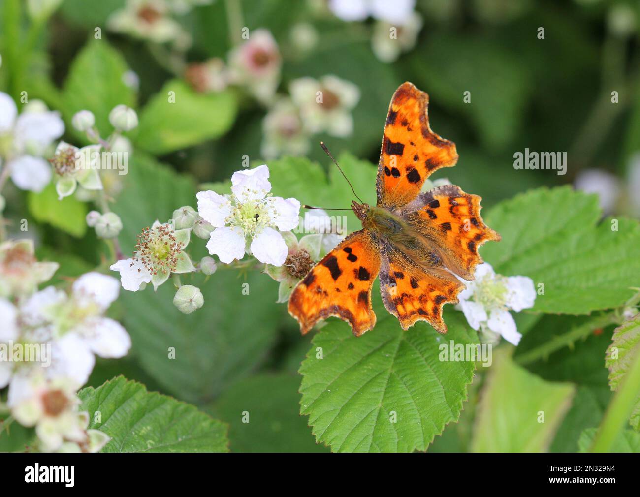 Comma Butterfly feeding on bramble flowers Stock Photo - Alamy