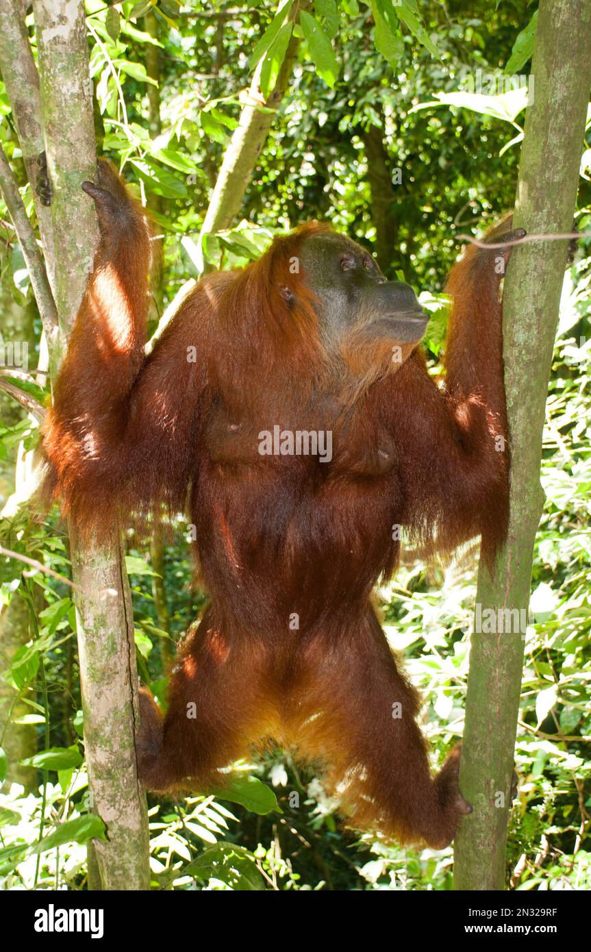 female orang outan in sumatra Stock Photo - Alamy