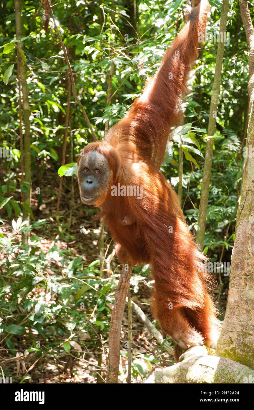 Sumatra orang outan hi-res stock photography and images - Alamy