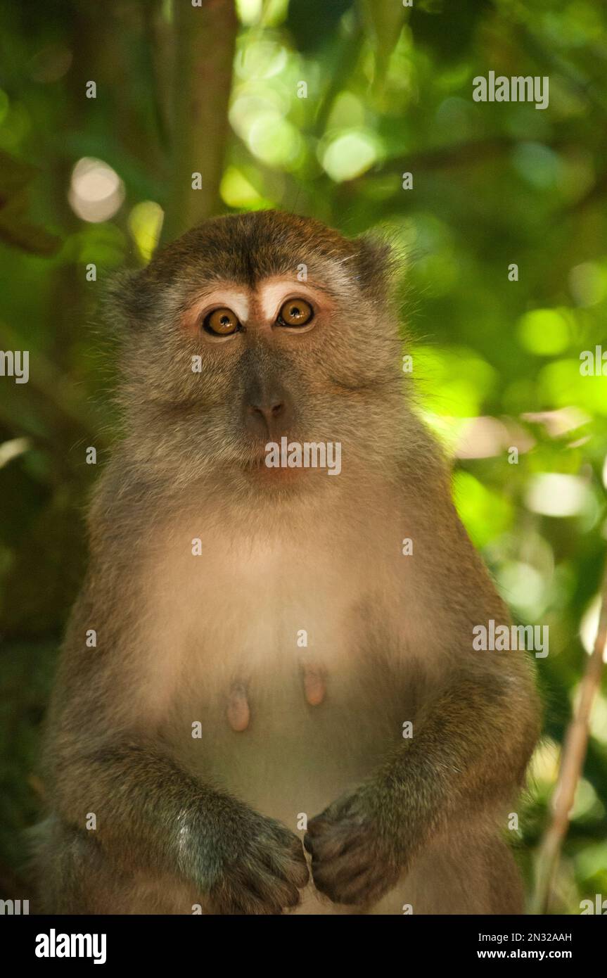 female monkey portrait Stock Photo - Alamy