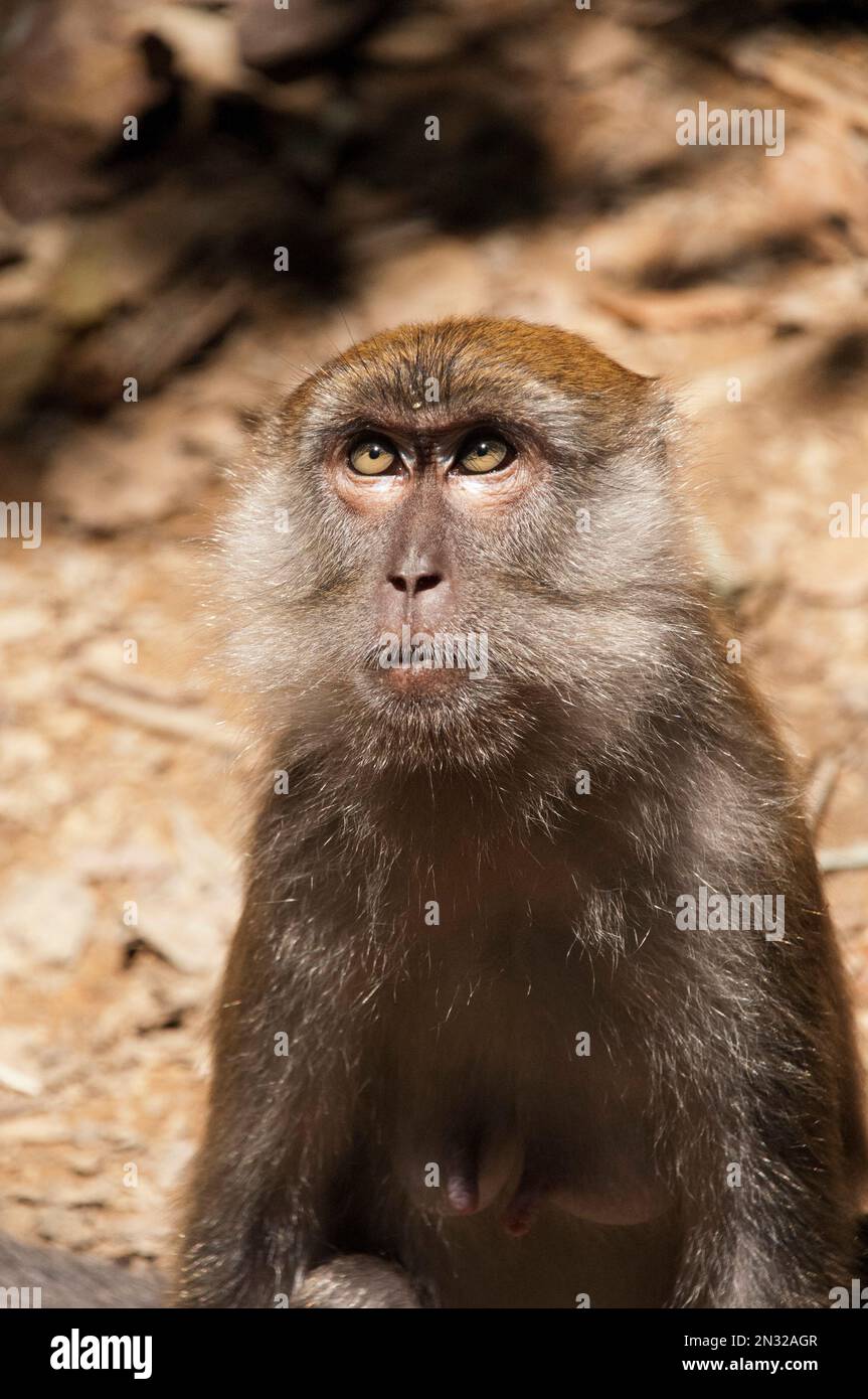 Male monkey portrait Stock Photo - Alamy