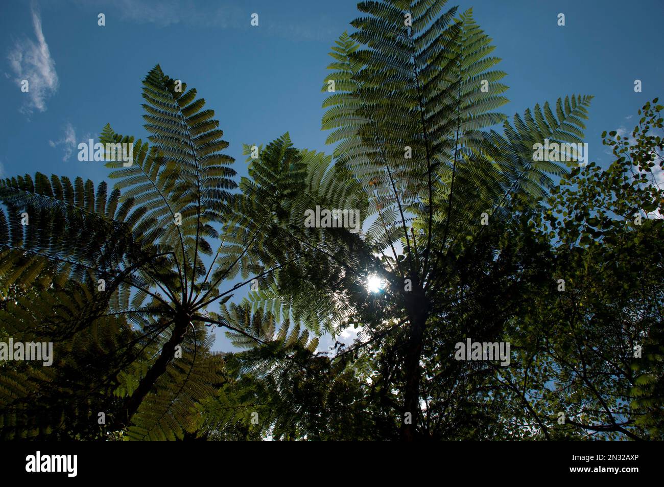 Indian fern hi-res stock photography and images - Alamy