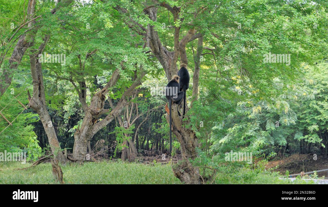 Lion tailed macaque or Macaca silenus also known as the wanderoo ...