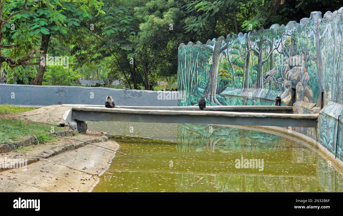 Lion tailed macaque or Macaca silenus also known as the wanderoo ...