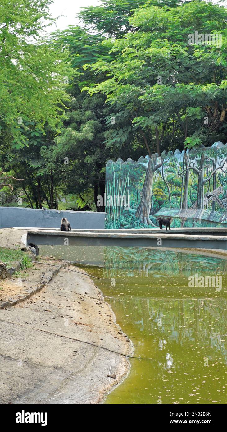 Lion tailed macaque or Macaca silenus also known as the wanderoo ...