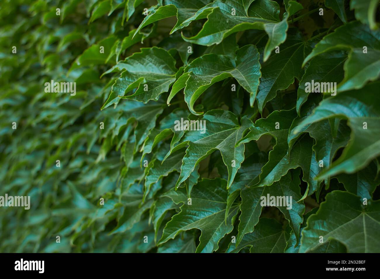 Tree trunk with green background hi-res stock photography and images ...