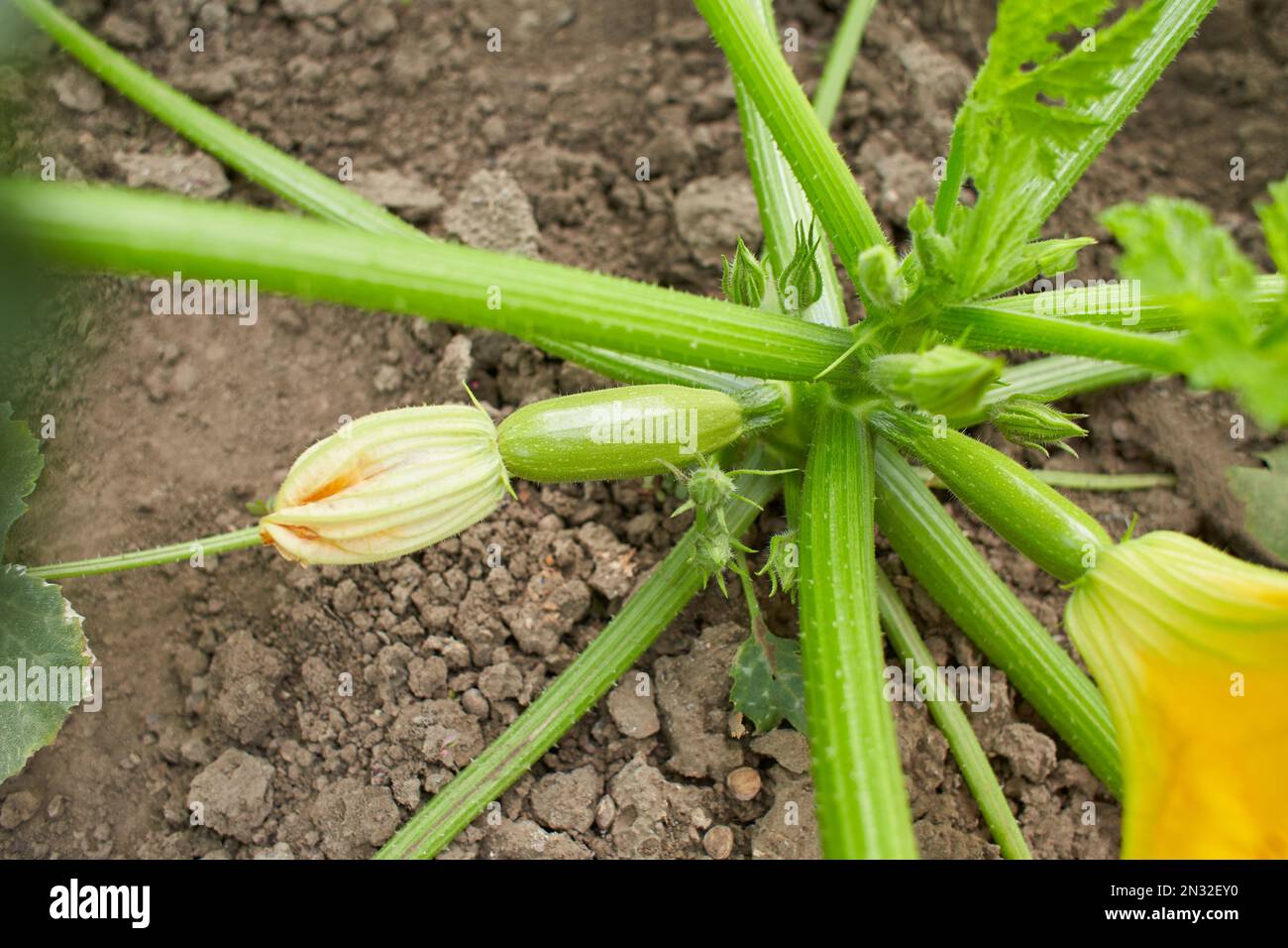 Fresh green Zucchini plant in a vegetable garden with fruits and ...