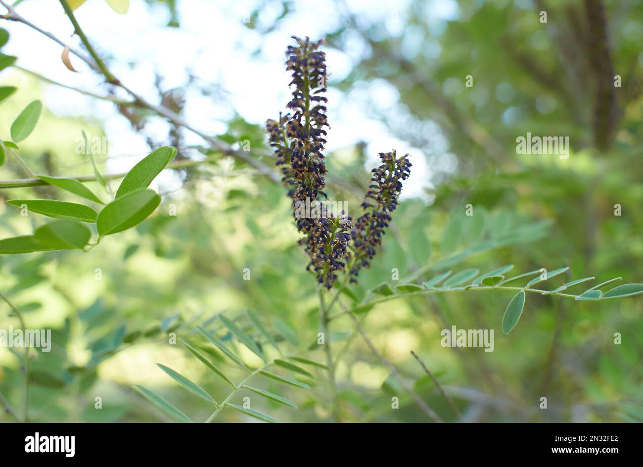 Purple flowers of False indigo bush (Amorpha fruticosa), Lead Plant in ...