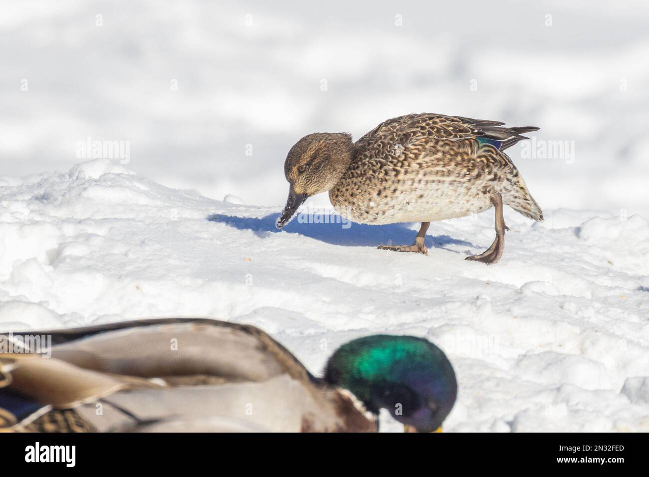 Green wing teal snow hi-res stock photography and images - Alamy