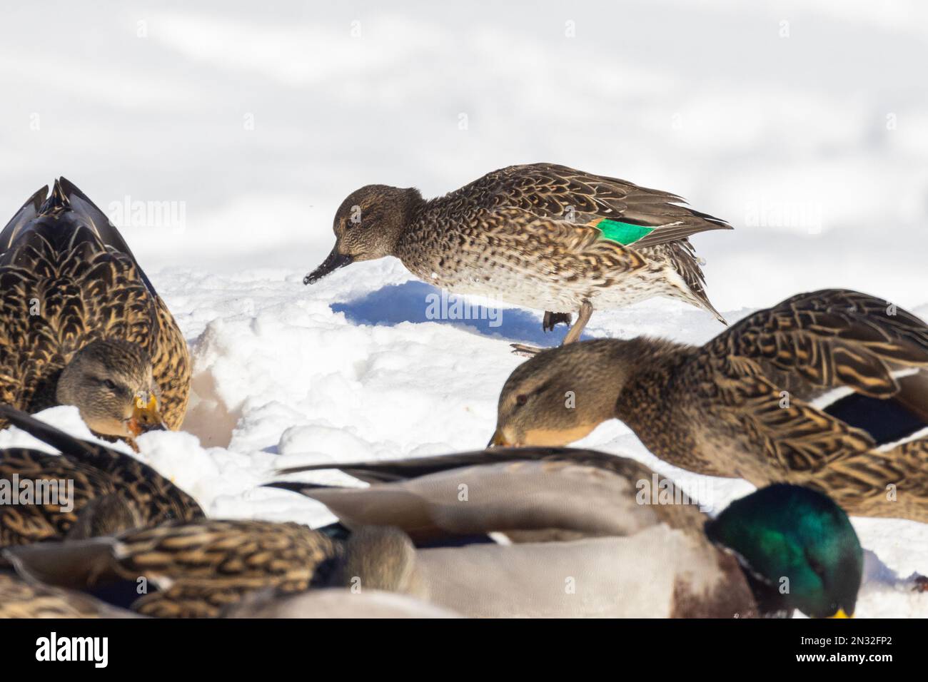 Female green-winged teal (Anas carolinensis) and mallards in winter Stock Photo - Alamy