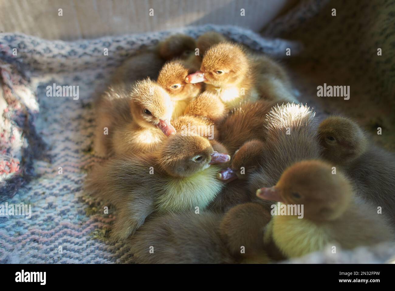 Lots of baby ducks hi-res stock photography and images - Alamy