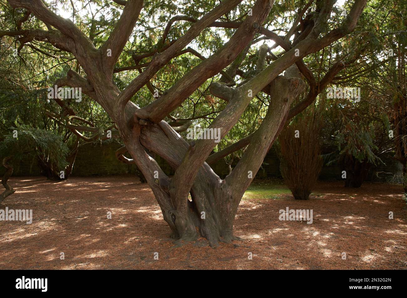 DISTORTED TREE TRUNKS IN THE BOTANIC GARDENS Stock Photo - Alamy