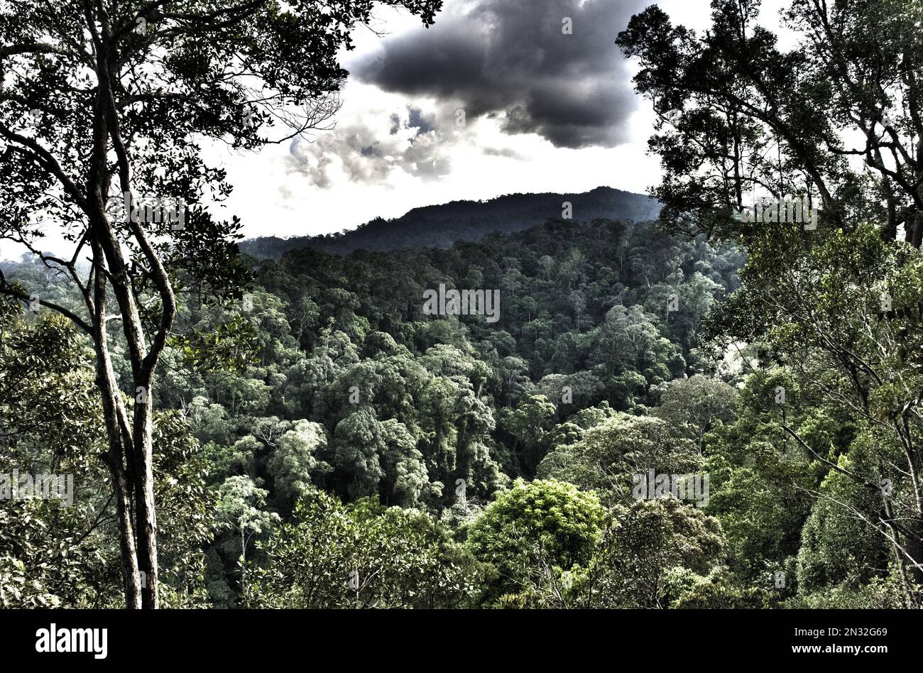 Sumatra jungle hi-res stock photography and images - Alamy