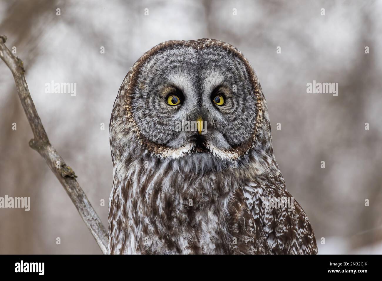 great grey owl (Strix nebulosa) in winter Stock Photo - Alamy