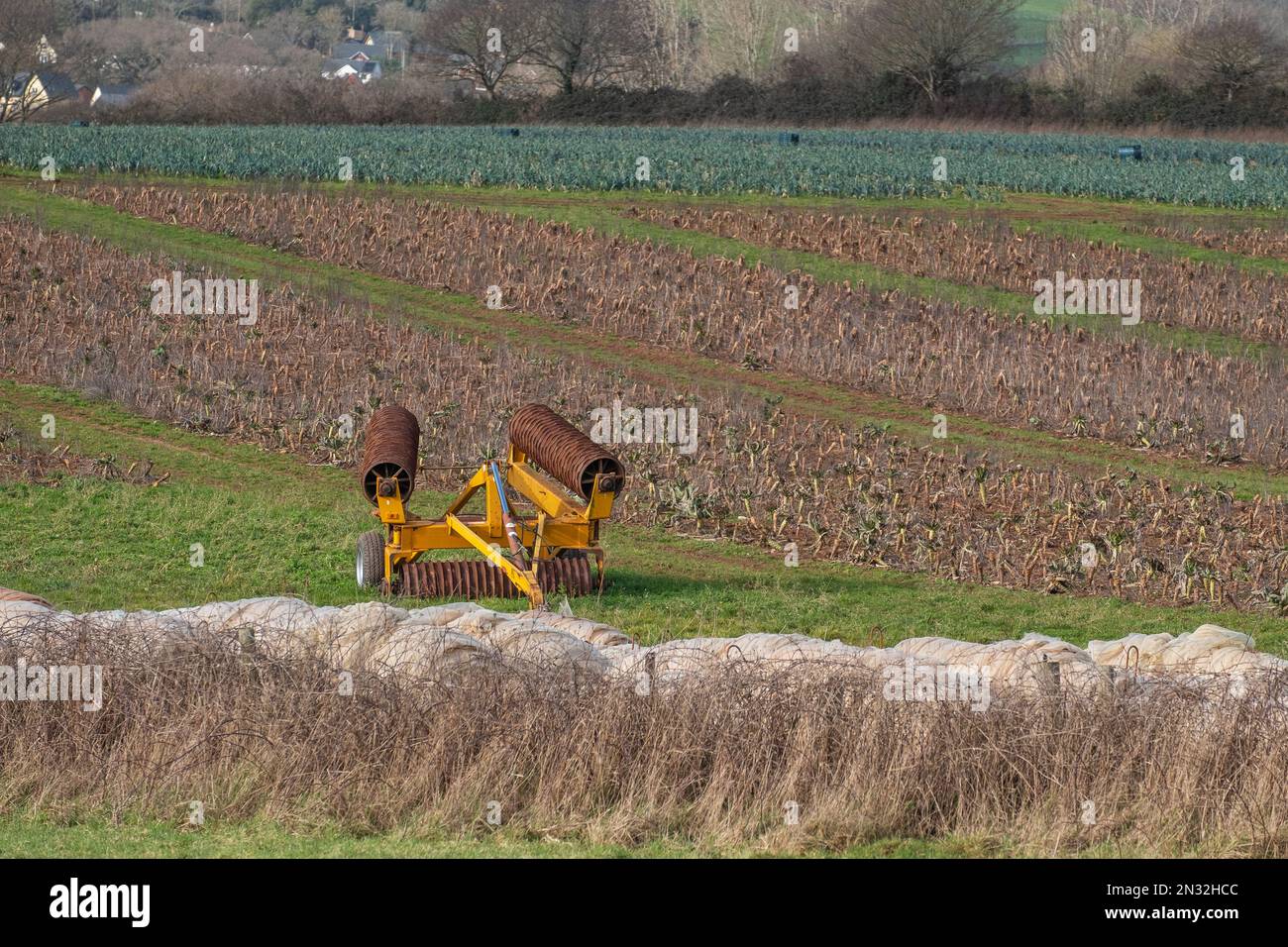 A crop of leeks on a Devon farm in winter UK Stock Photo - Alamy