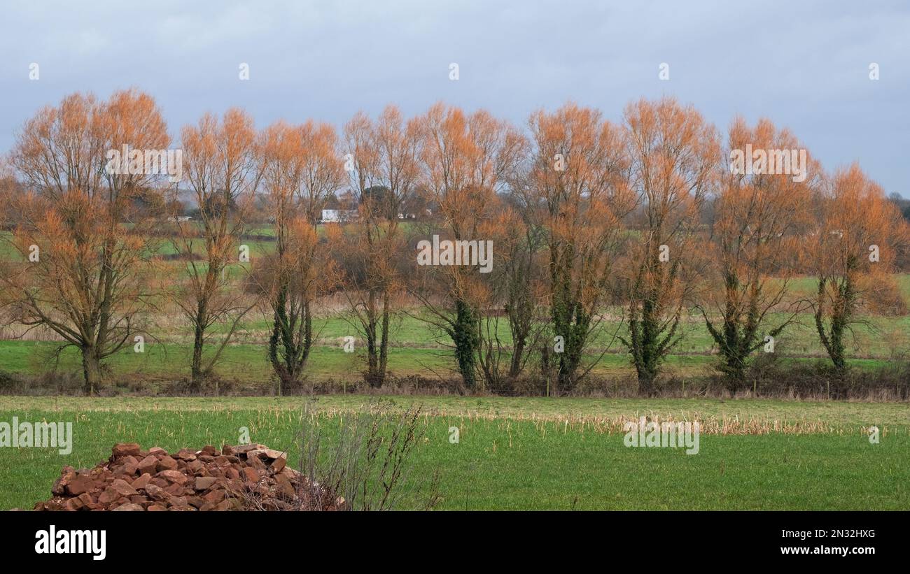 Row of lime trees ( Tilia ) in an English farm field in winter Stock ...